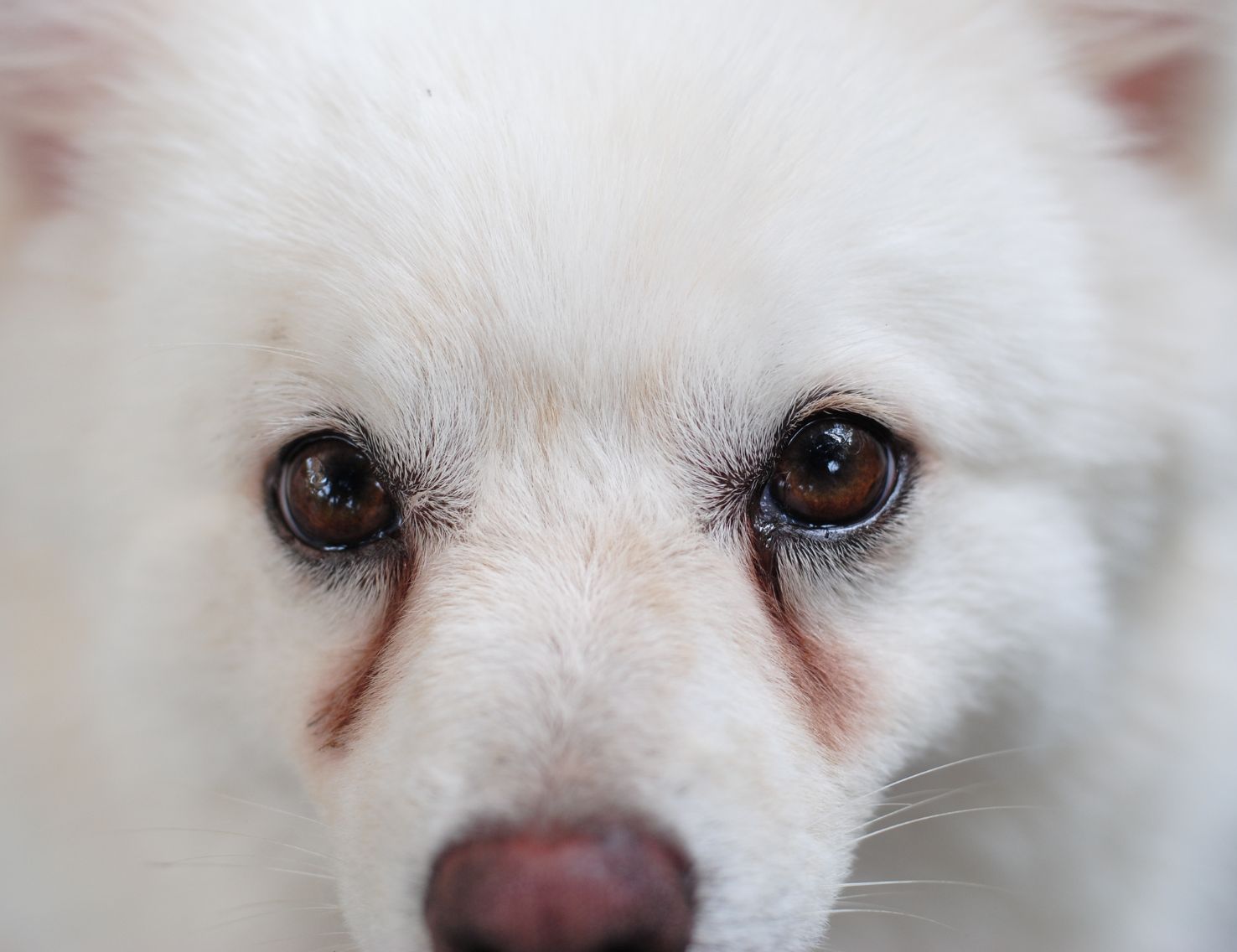 What Causes Fur Staining in White and Cream Dogs? – Aussie Pooch ...