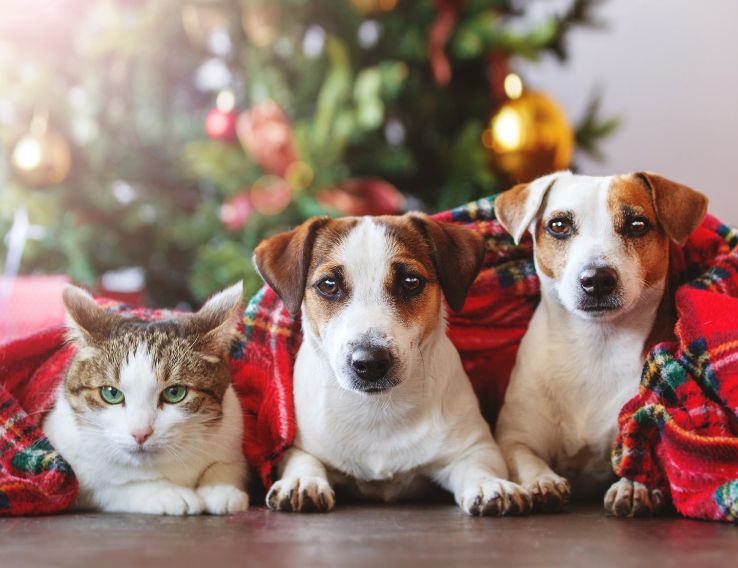 Festive Pet-Friendly Recipes Your Animal Companion Will Love – Aussie ...