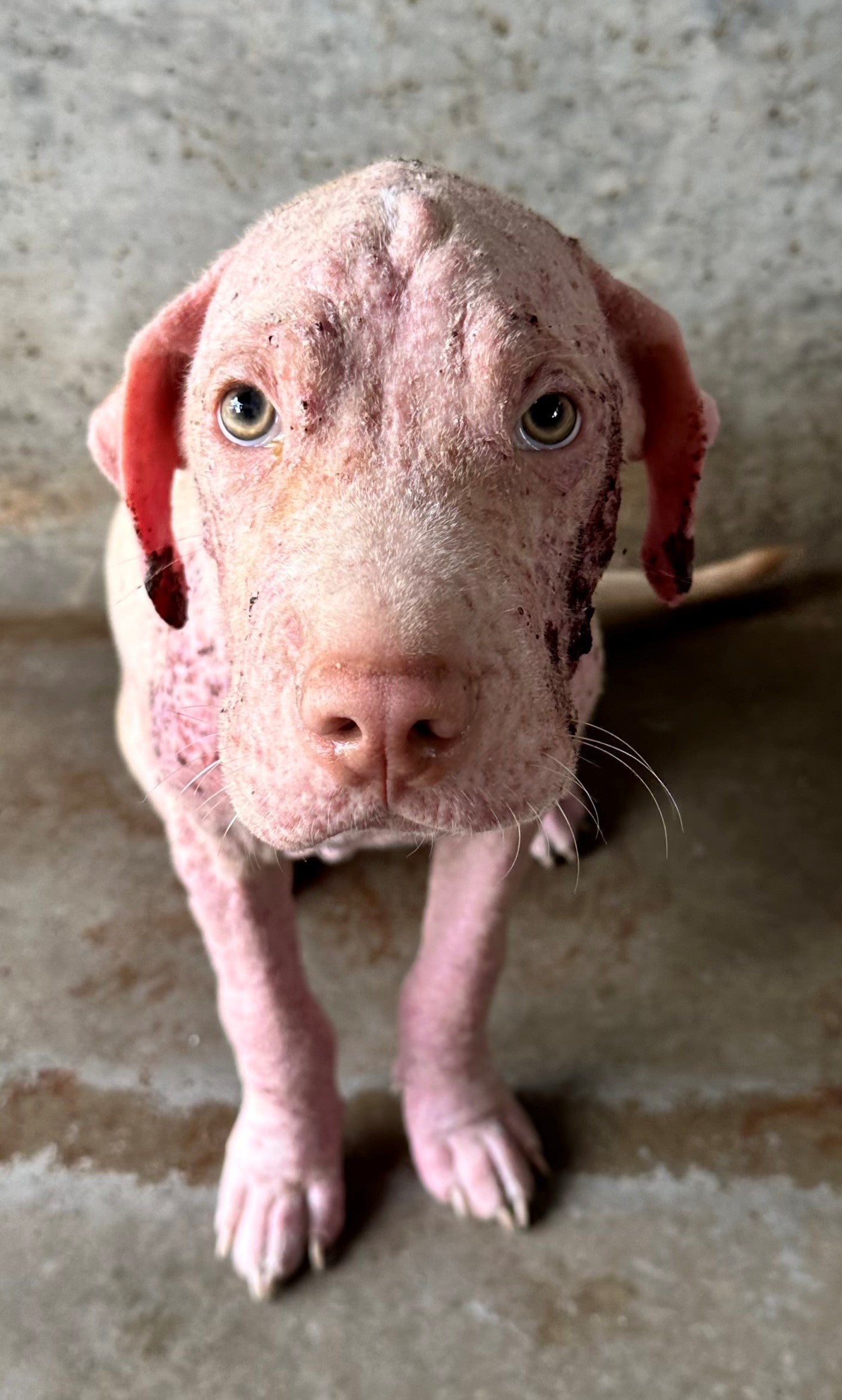 Mange in Dogs: Demodex vs Sarcoptic – What Australian Pet Guardians Ne ...