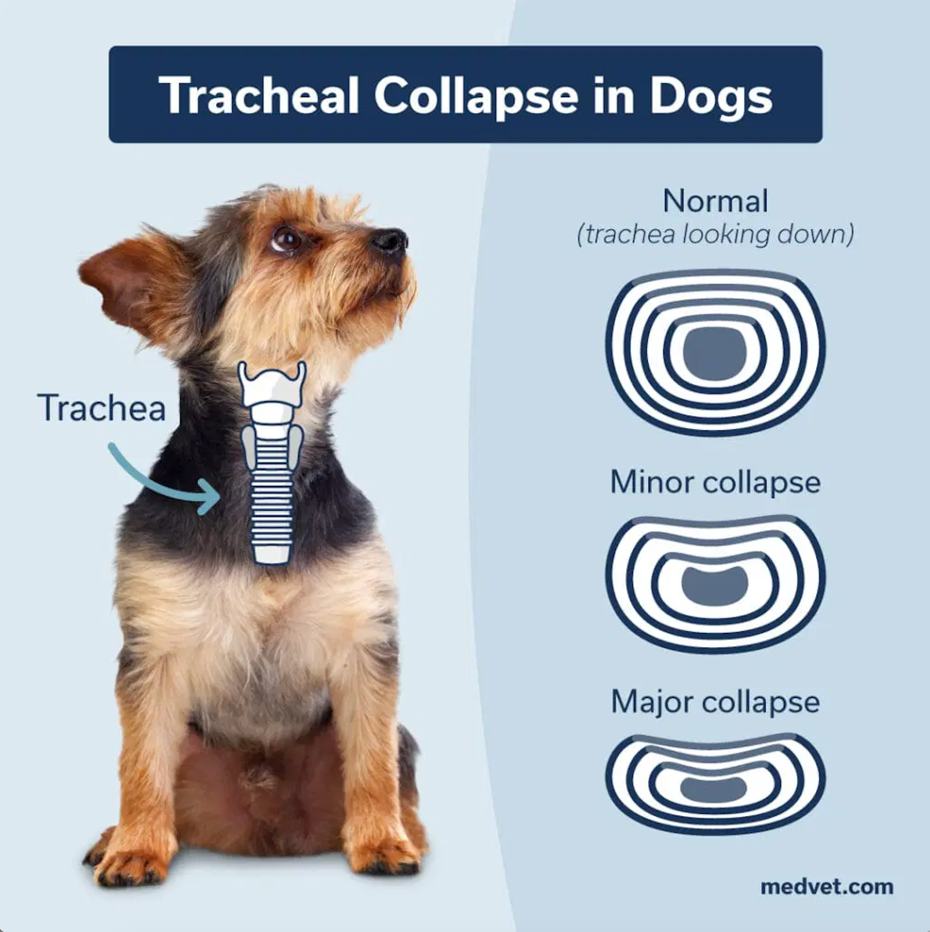 Collapsing Trachea: Part 1 – Aussie Pooch Nutrition & Wellbeing