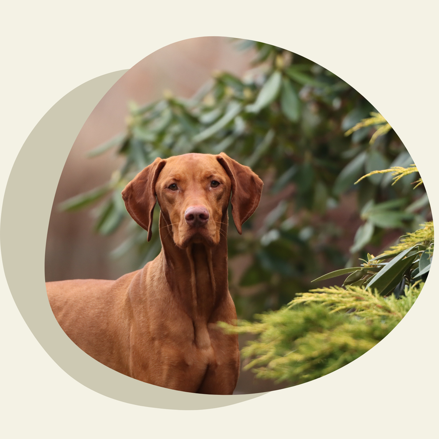 Pet Subscription Goods – Aussie Pooch Nutrition & Wellbeing