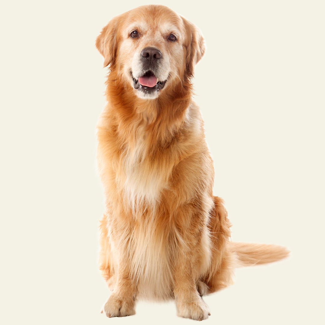 Pet Subscription Goods – Aussie Pooch Nutrition & Wellbeing