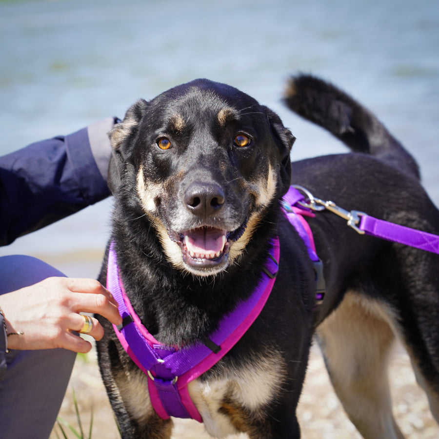 Anny.x Harness Fun – Aussie Pooch Nutrition & Wellbeing