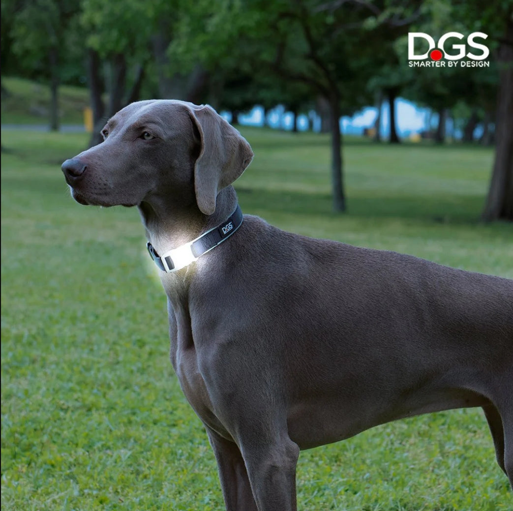 LED Safety Collar * – Aussie Pooch Nutrition & Wellbeing