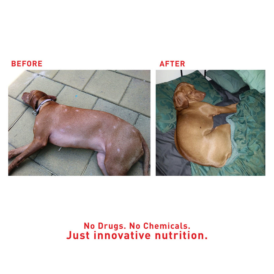 Augustine's SuperBoost – Aussie Pooch Nutrition & Wellbeing